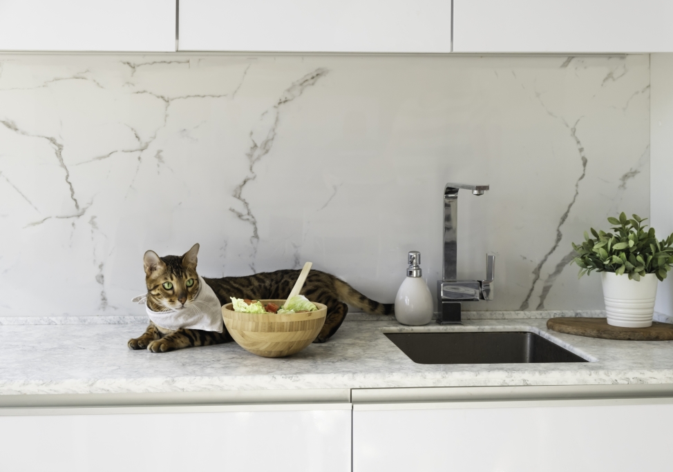 How to pet-proof your home - Redbrick Mortgage Advisory